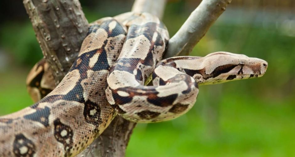 Stora Ormar Sverige - 5 Största Ormarna Svenskar Får Äga